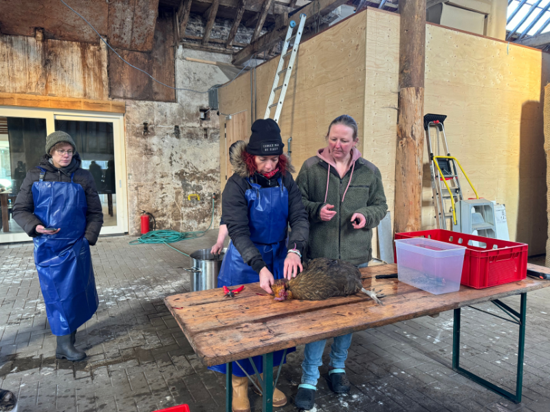 Workshop Zelf een kip slachten - Hipsy
