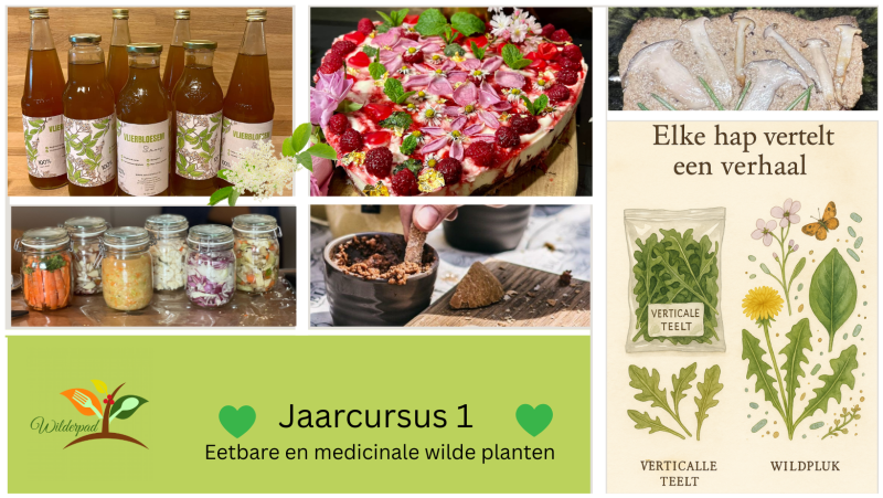 Jaarcursus 1 eetbare en medicinale Wilde planten/kruiden - Hipsy