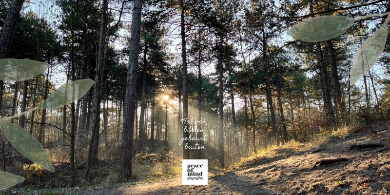 Mindful wandelen & bosbaden: offline inchecken bij jezelf en de natuur - Hipsy