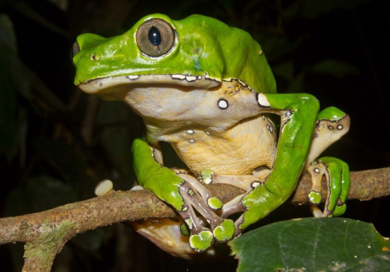 Kambo ceremonie privé of groep vanaf 2 personen - Hipsy