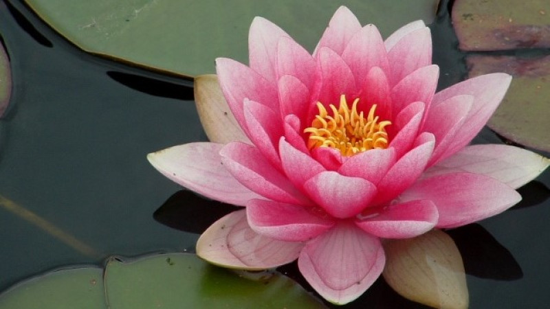 LATIFA Klank-meditatie-mantrazingen witte kerkje Oudorp 18/1/2026 - Hipsy