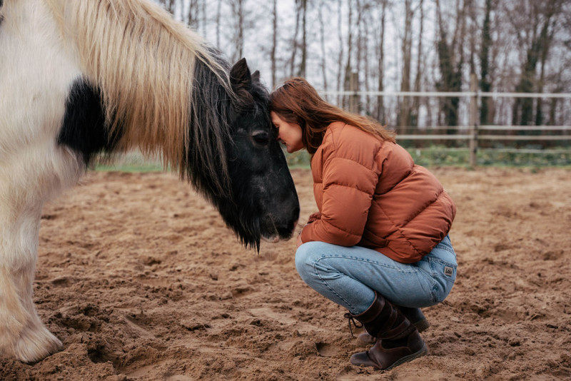 Paardencoaching of opstelling met paarden - Hipsy