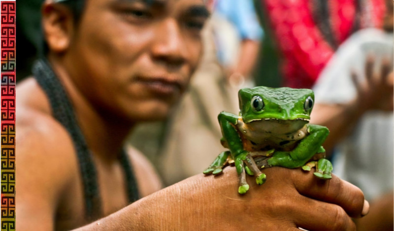Kambo ceremonie met de Huni Kuin - Hipsy