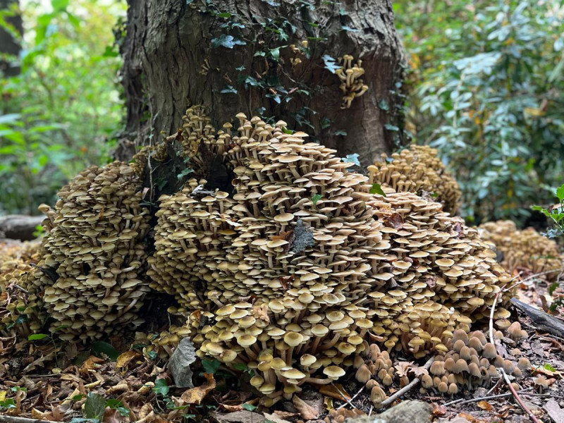 Bosbanjeren Paddenstoel Special (bosbaden, Forest Bathing, Shinrin-Yok ...