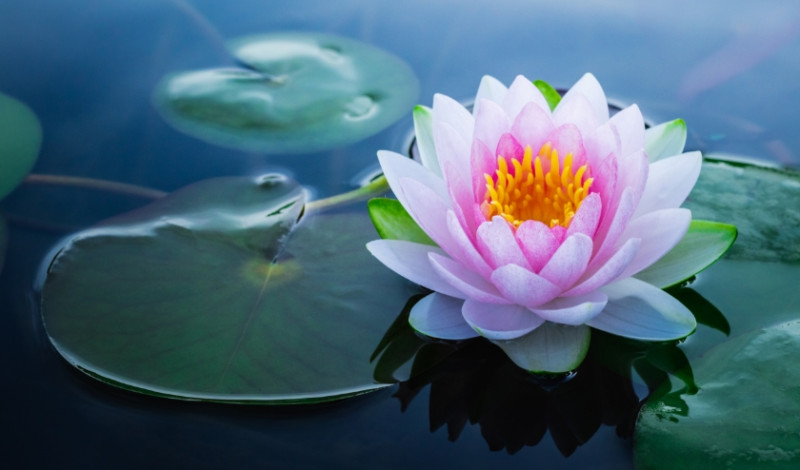 Training Seksuele transformatie Technieken - Hipsy