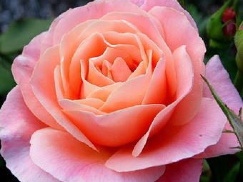 InsideOut - The secret of the Rose - Hipsy