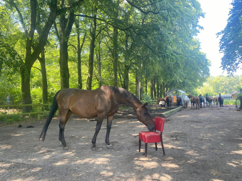 Traject paardencoaching | Leven met en na kanker - Hipsy