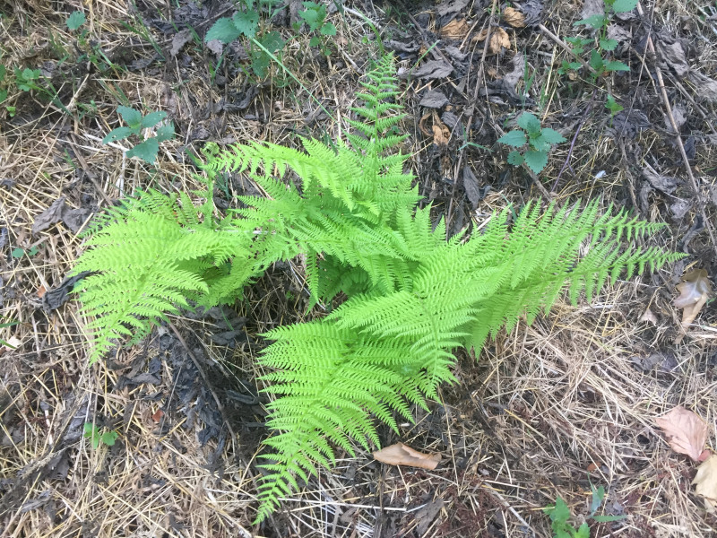 Lezing: het immuunsysteem: een wonder der natuur - Hipsy