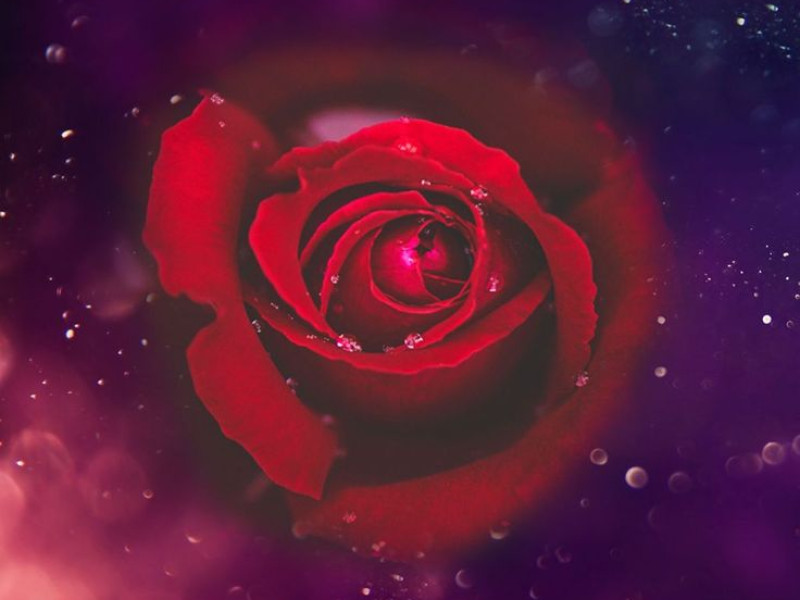 Sacred Rose Temple - Hipsy