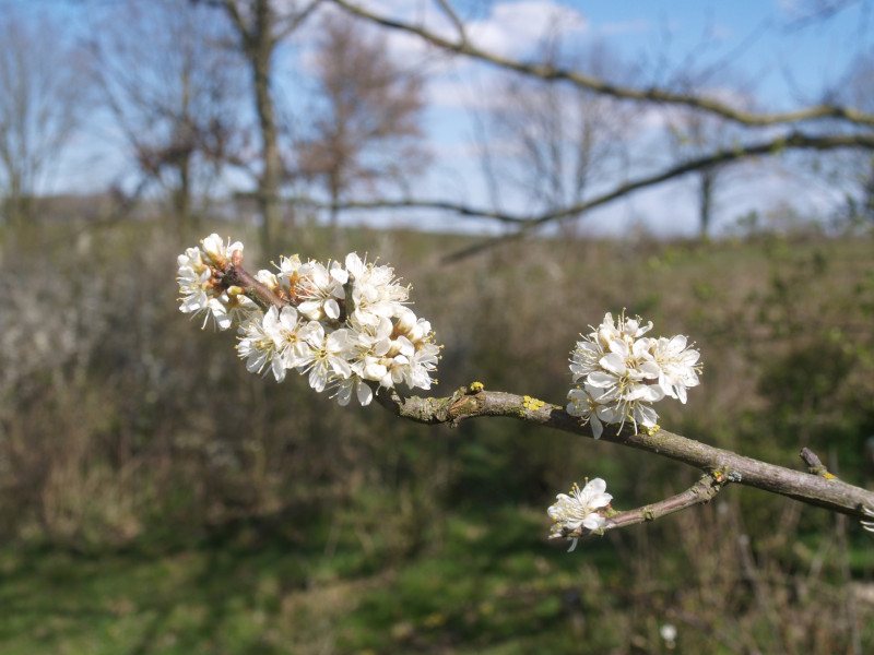 Bosbaden in het Nederreichswald, Berg en Dal : Nieuwe Lente. - Hipsy