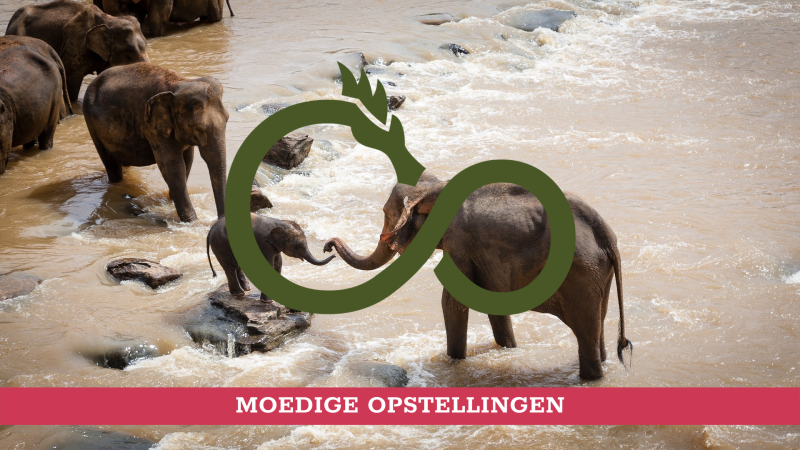 Moedige Opstellingen 21 juni - Hipsy
