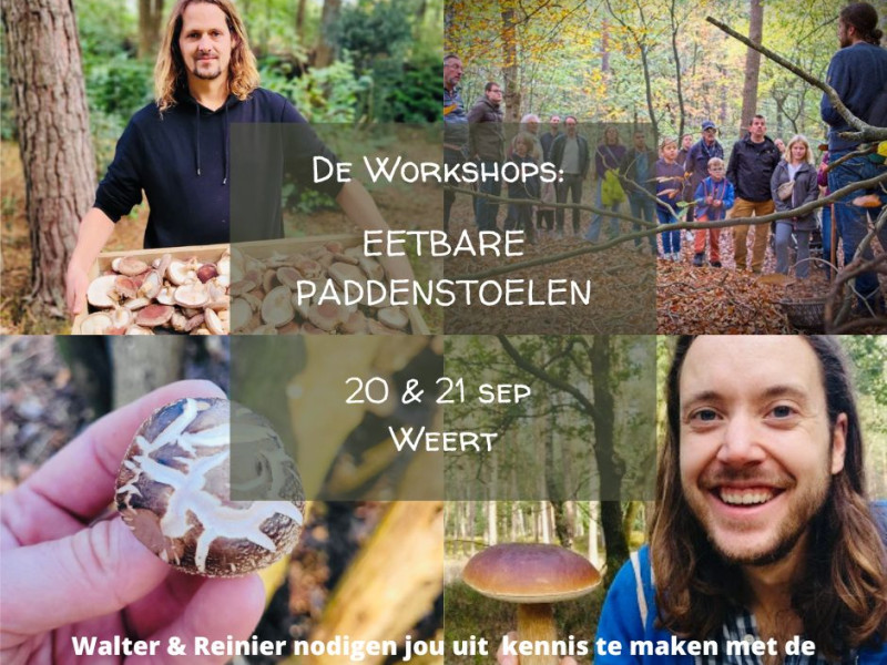 Workshop Eetbare paddenstoelen - Hipsy