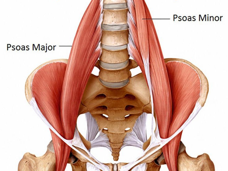 Workshop Psoas en stress inclusief thee en lekkers - Hipsy