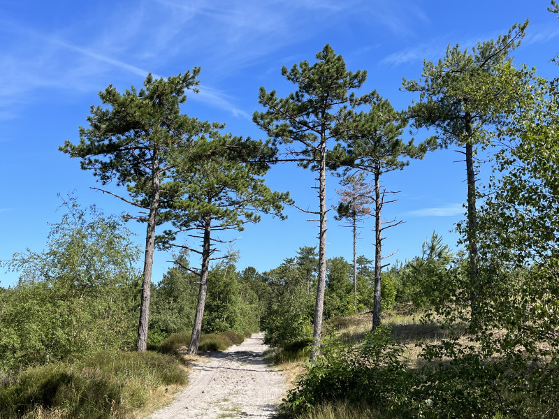 Mind-Walk cursus van 5 weken - Hipsy