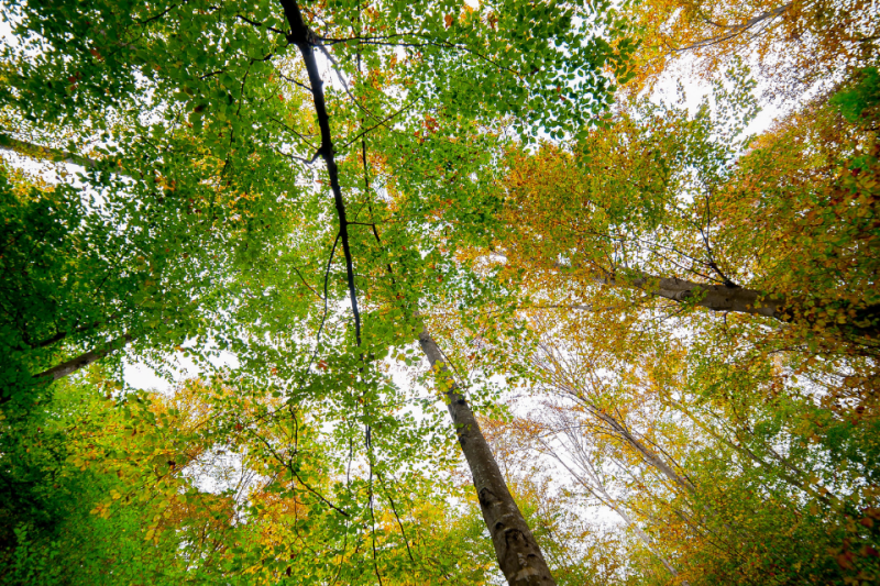 Mindwalk Zomerspecial - Hipsy