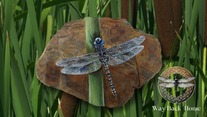 Bosbaden (Shinrin-yoku) Doornse bossen - Hipsy