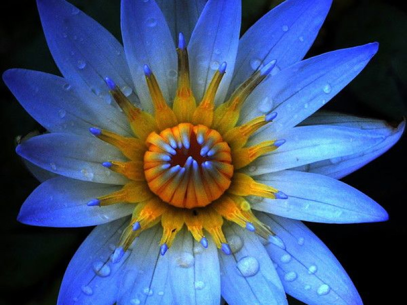 Blue Lotus Ceremony & Yin Yoga - Hipsy