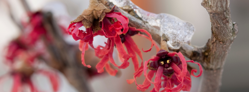 Nieuwjaarsbosbad in Trompenburg - Hipsy