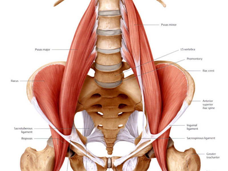 Psoas- en bekkenworkshop - Hipsy