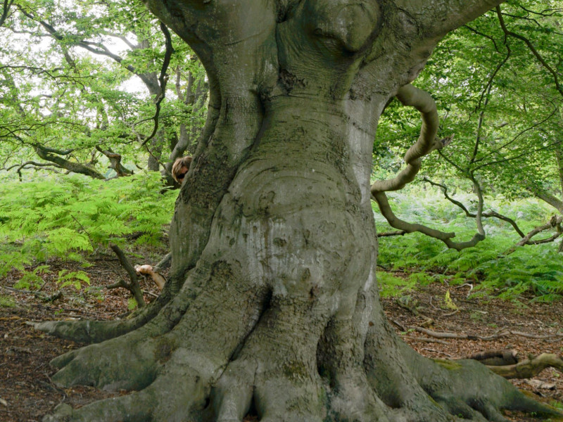 Mind-Walk-Lentedroom - Hipsy