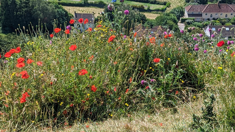 Online leren readen, Roosreading - Hipsy