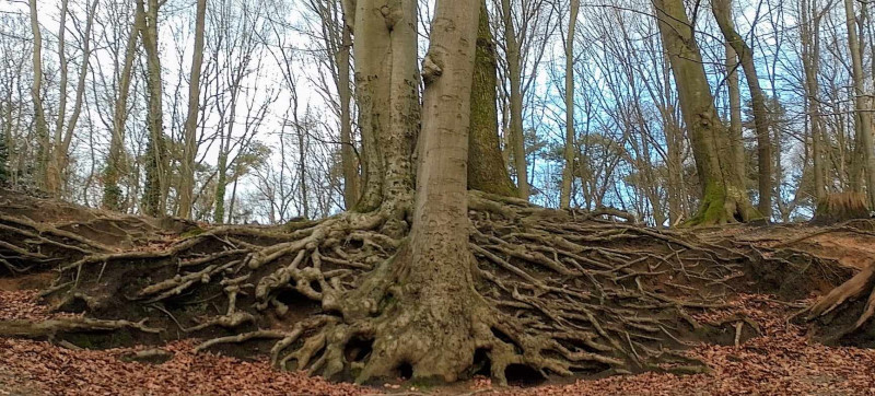 Workshop de energie en symboliek van een boom - Hipsy