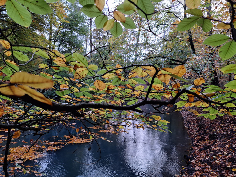 Bosbadend baden - Hipsy