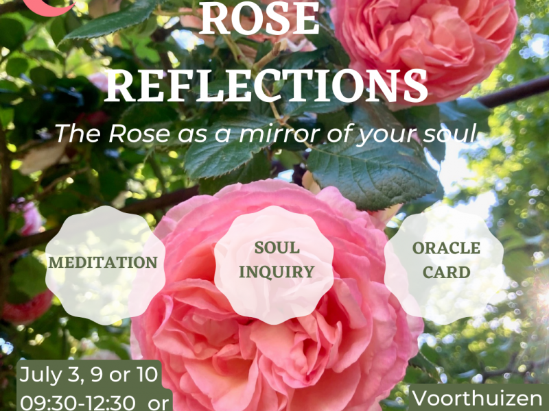 Rose Reflections - Hipsy
