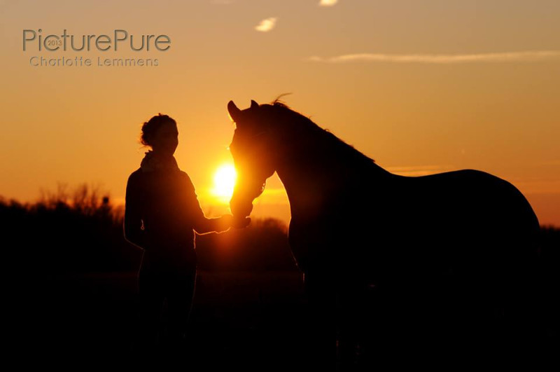 Horse & Human Connection - Hipsy