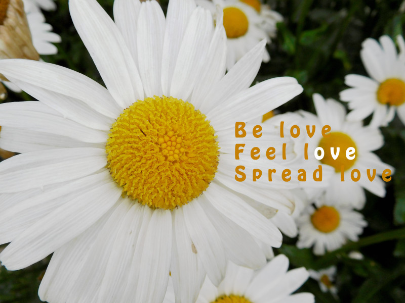 Universal Healing Circle - Hipsy