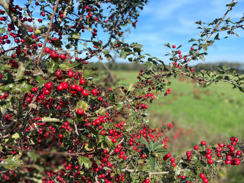 Weekend retreat Land aan Zee - Hipsy