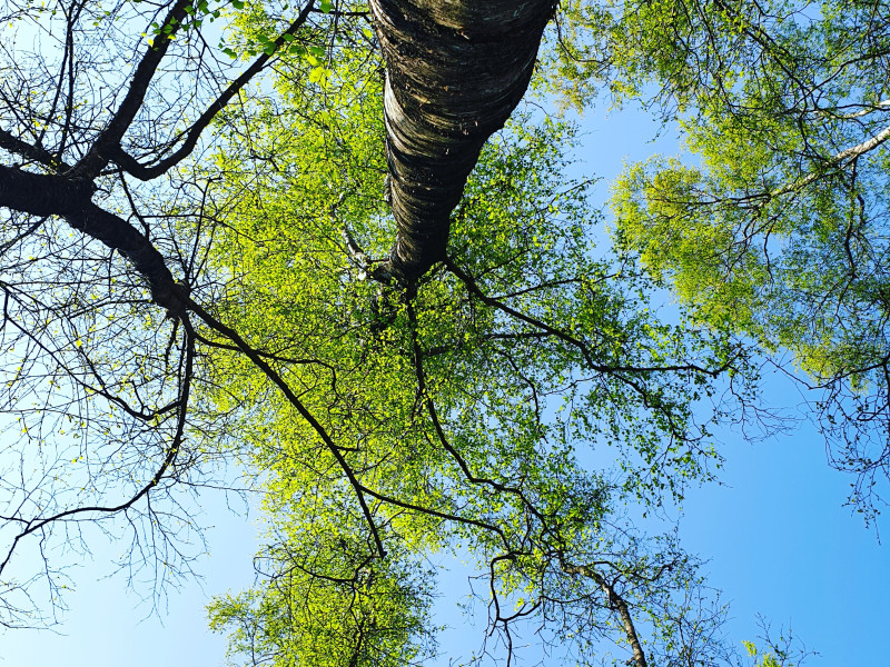 De Lente Komt eraan! Bosbad in het Bomenmuseum in Doorn - Hipsy