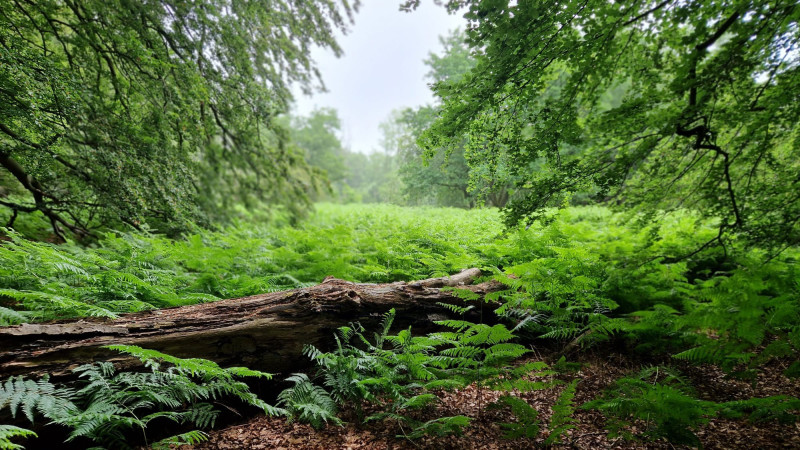 De Natuur Werkt - Natuurcoach | Familieopstelling | Bosbad - Hipsy