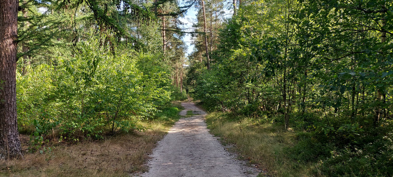 Het bos in - natuurcoaching, ademkracht en bosbaden - Hipsy