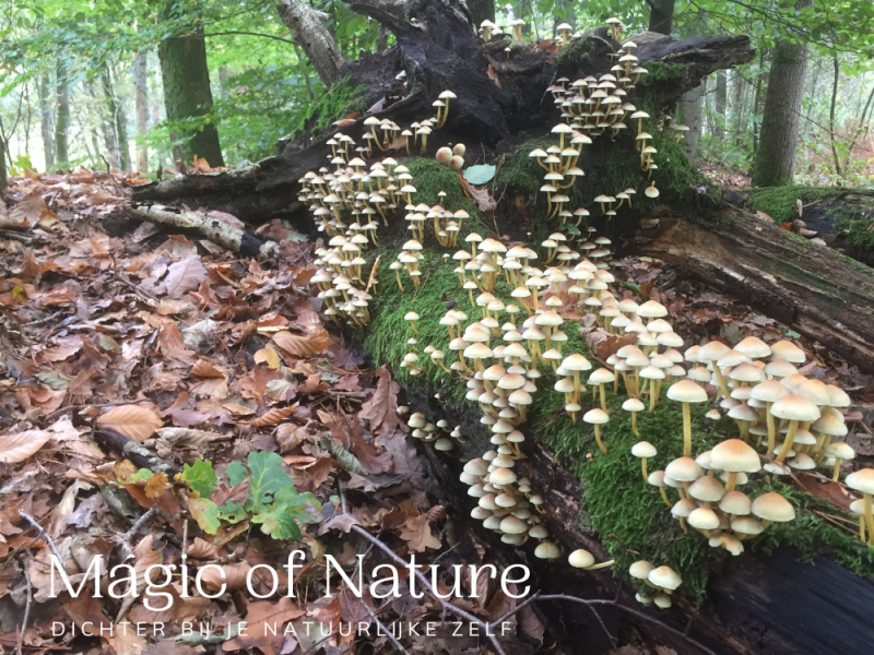 Magic of Nature - Hipsy