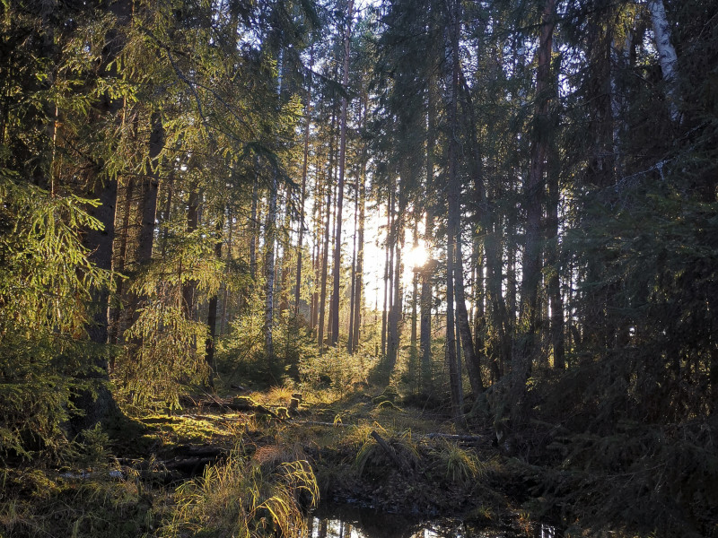 Move your Inner Body - Hipsy