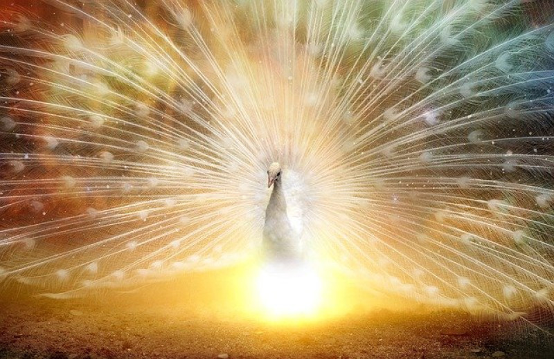 Centrum Sprankel - Hipsy