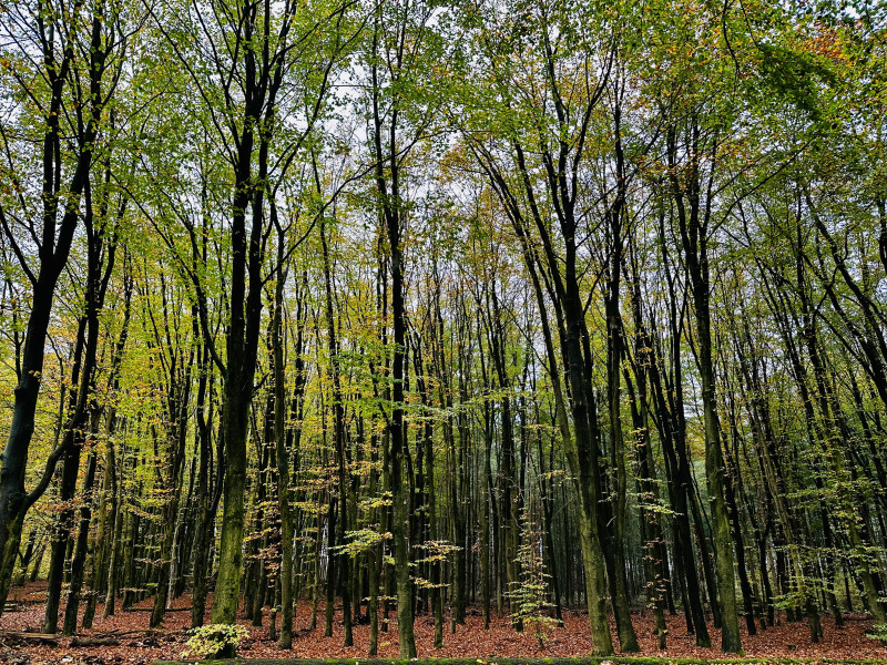 Lumina Lotus Yin Yoga - Hipsy