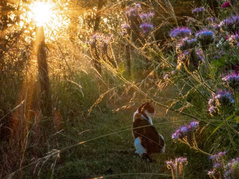 Waar het Wondert - Hipsy