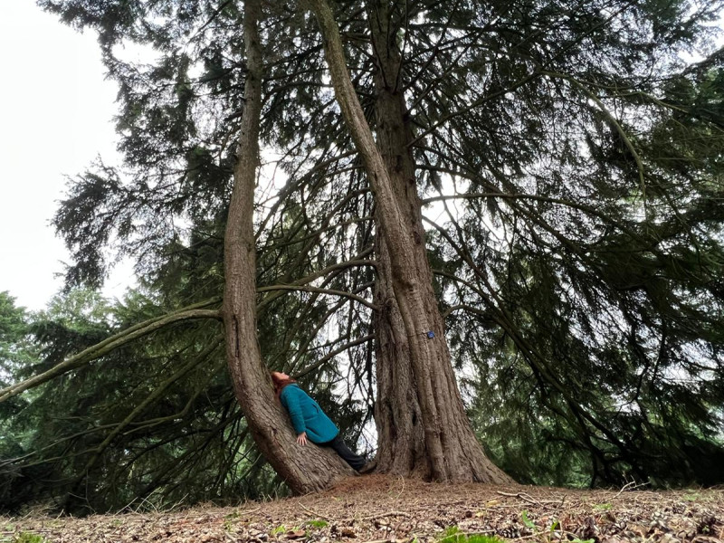 The Art of Forest Bathing - Hipsy