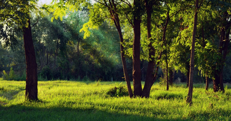 Het Nevelnest - Hipsy