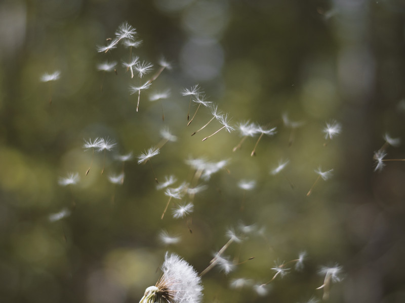 Studio Flourish - Hipsy