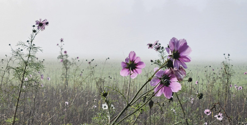 Leandra Mindfulness - Hipsy