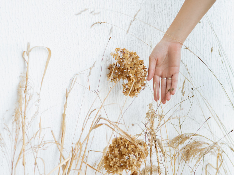 Rooted Rising - Hipsy