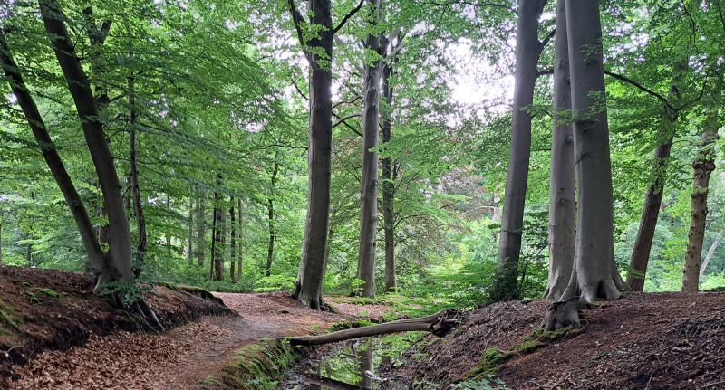 Bosbaden-shinrin-yoku.nl - Hipsy